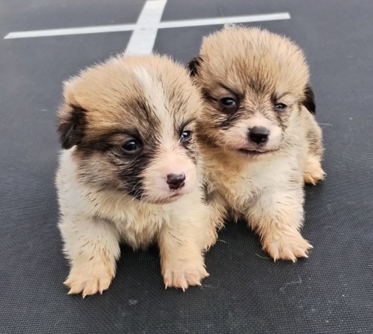 Pembroke Welsh Corgi ( Korgi) štenci