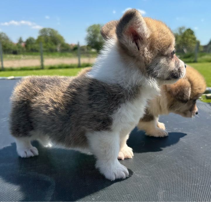 Pembroke Welsh Corgi ( Korgi) štenci