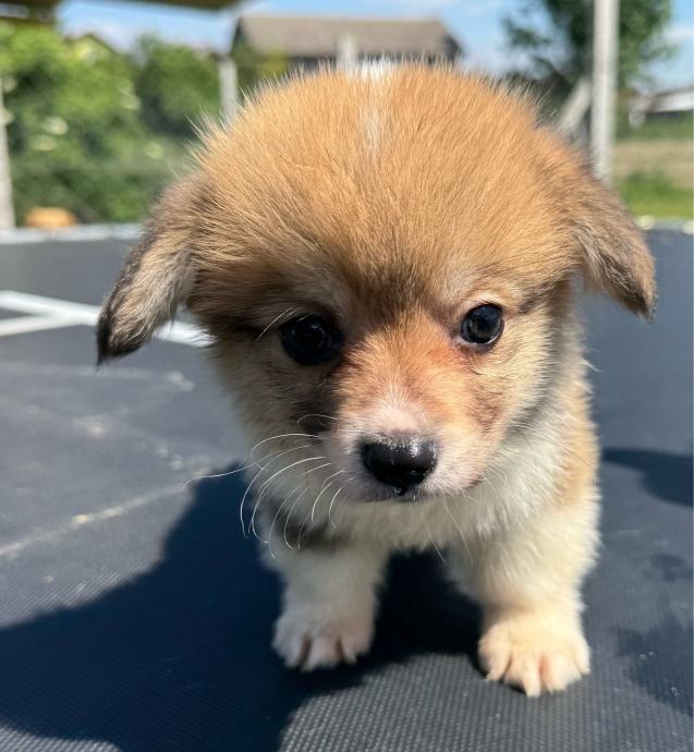 Pembroke Welsh Corgi ( Korgi) štenci