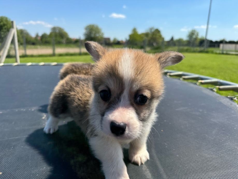 Pembroke Welsh Corgi ( Korgi) štenci