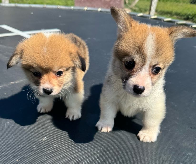 Pembroke Welsh Corgi ( Korgi) štenci
