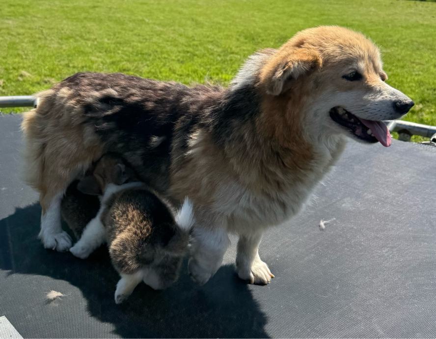 Pembroke Welsh Corgi ( Korgi) štenci
