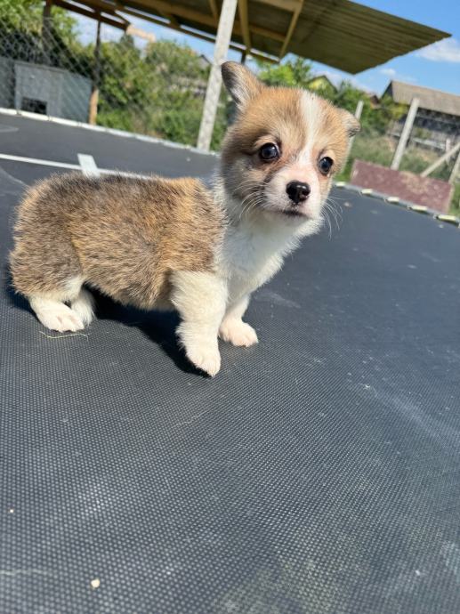 Pembroke Welsh Corgi ( Korgi) štenci