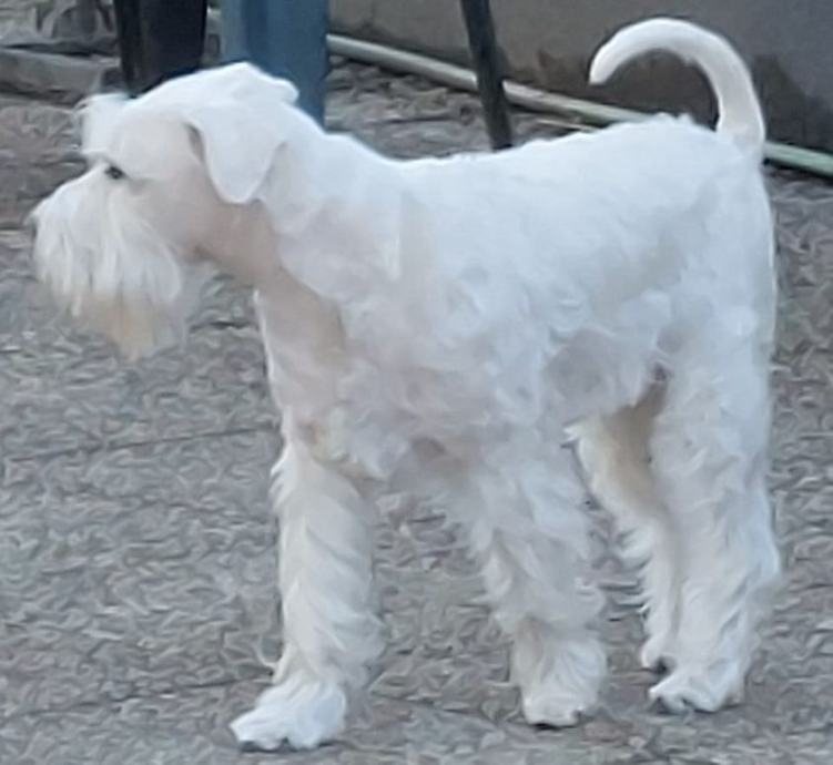 Patuljasti šnauceri bijeli - slobodna još jedna curica