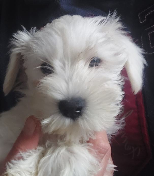 Patuljasti šnauceri bijeli - slobodna još jedna curica