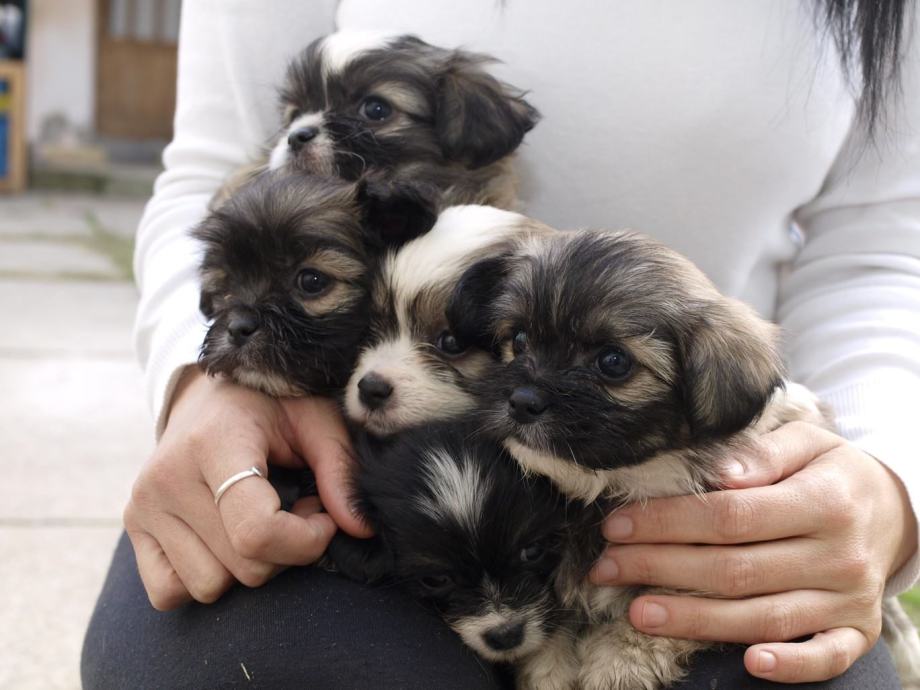 PEKINEZER-MALTEZER stenci.