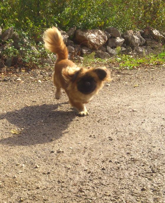 Mini pekinezeri, hitno jos jedna zenka