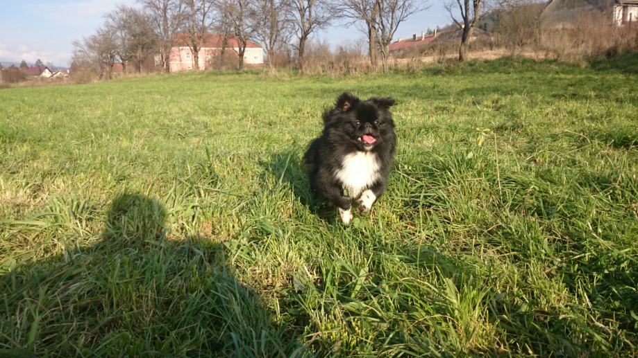 Mini pekinezeri, hitno jos jedna zenka