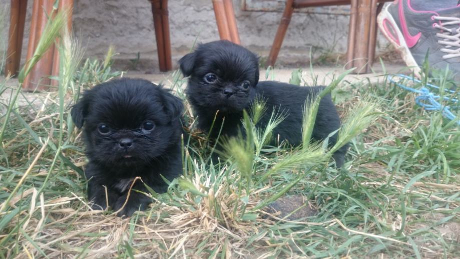 Mini pekinezeri, hitno jos jedna zenka