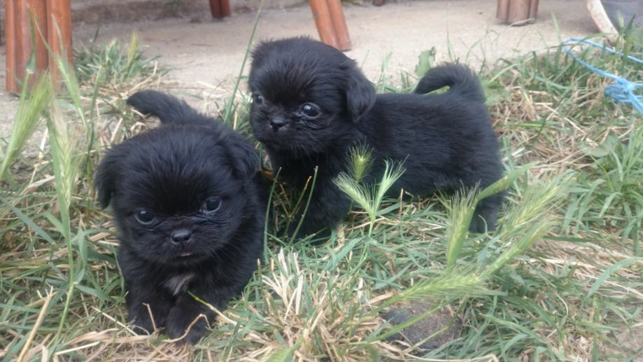 Mini pekinezeri, hitno jos jedna zenka