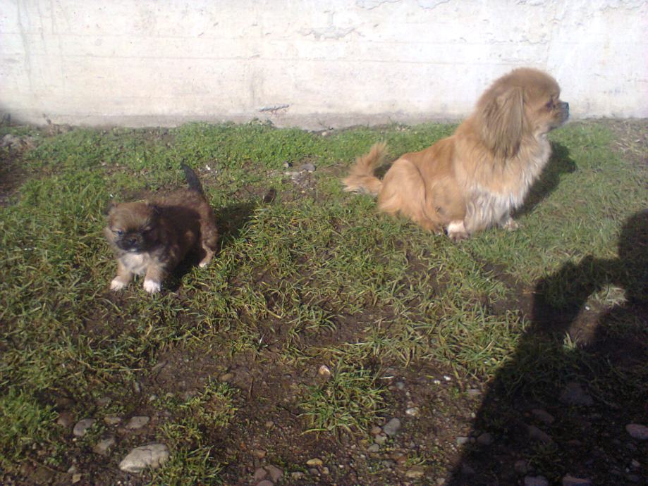 Pekinezer štenci kraljevski,stari 3 mj. 15.12.2014