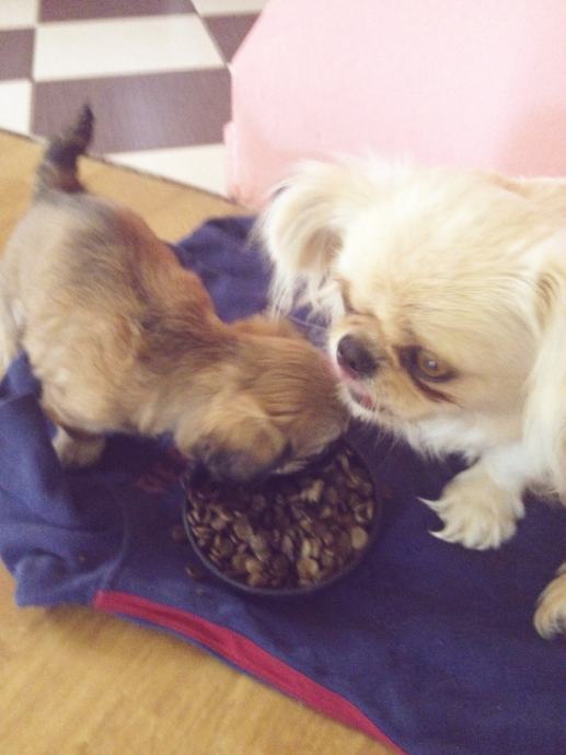 Pekinezer stenci KRALJEVSKI