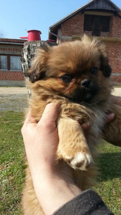 Pekinezer štenci kraljevski,stari 3 mj. 15.12.2014