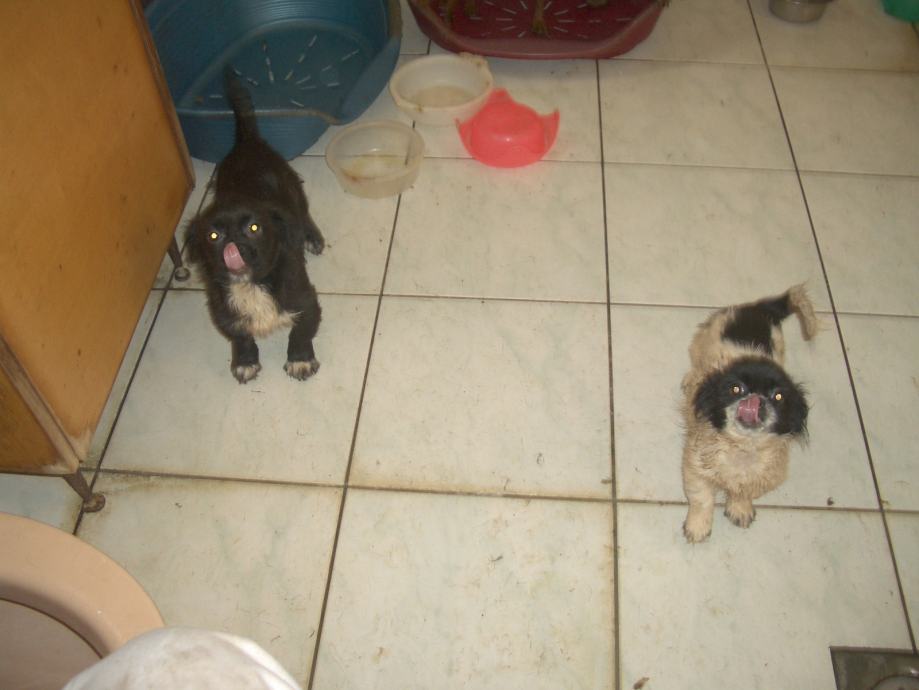 PEKINEZER ŠTENCI (MINI)