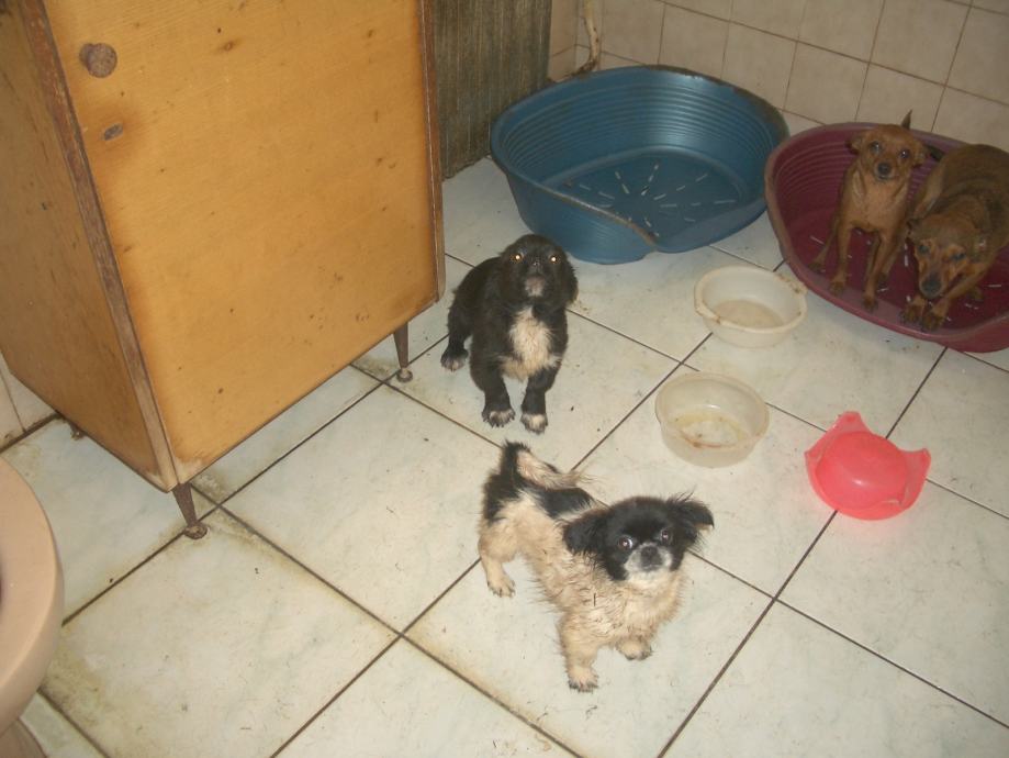 PEKINEZER ŠTENCI (MINI)