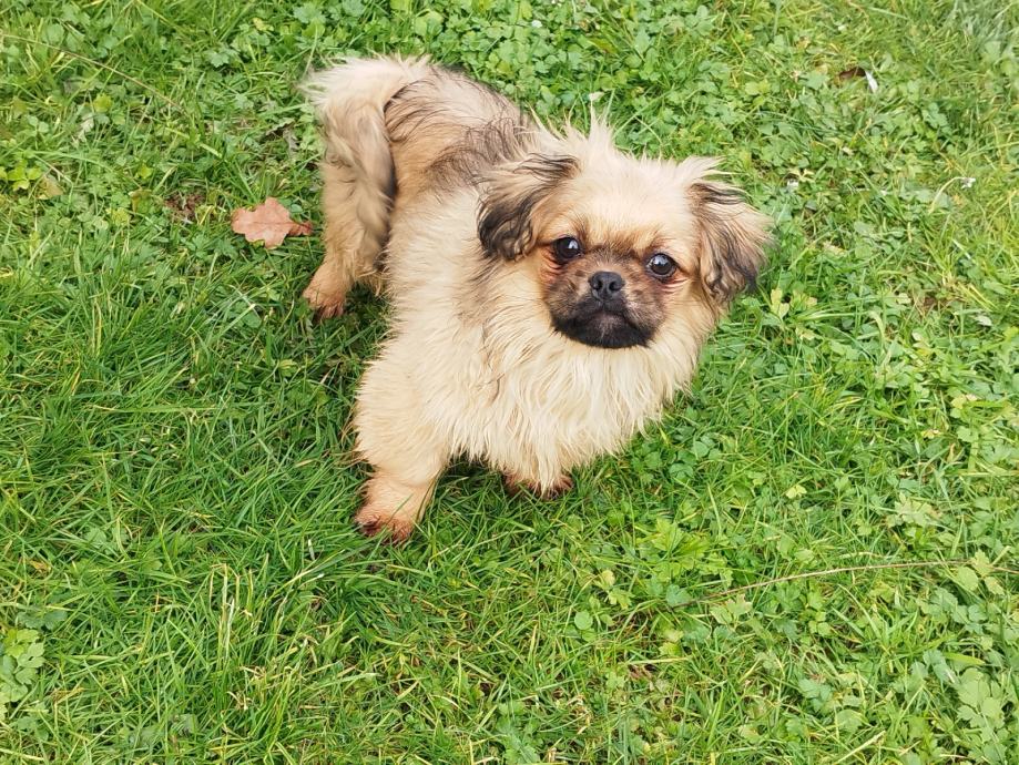 Pekinezer muško štene