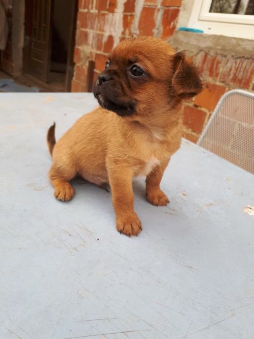 Pekinezer stene mjesanac