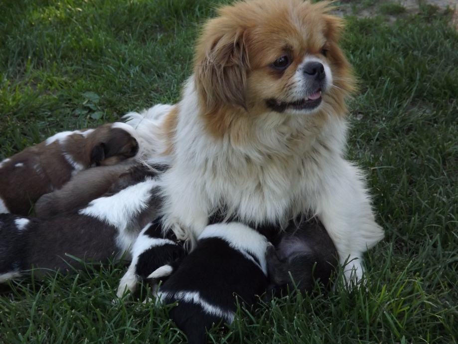 Pekinezeri mješanci