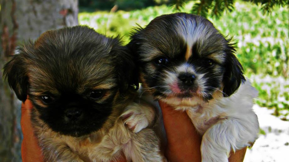 Pekinezeri - prodajem