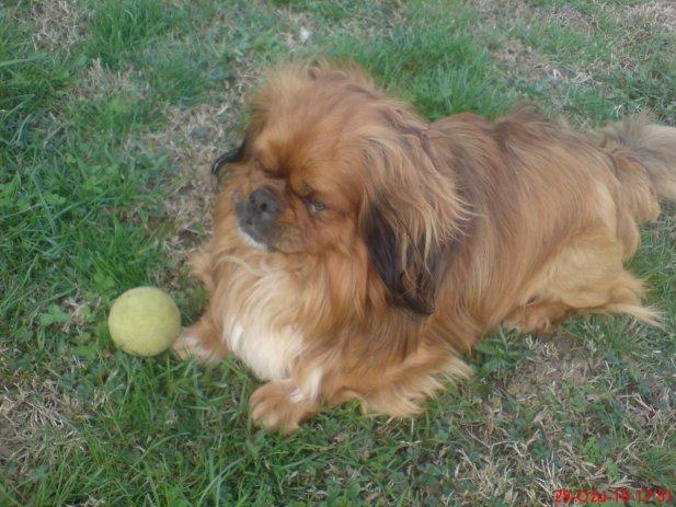 pekinezeri štenci kraljevski brončani dugodlaki