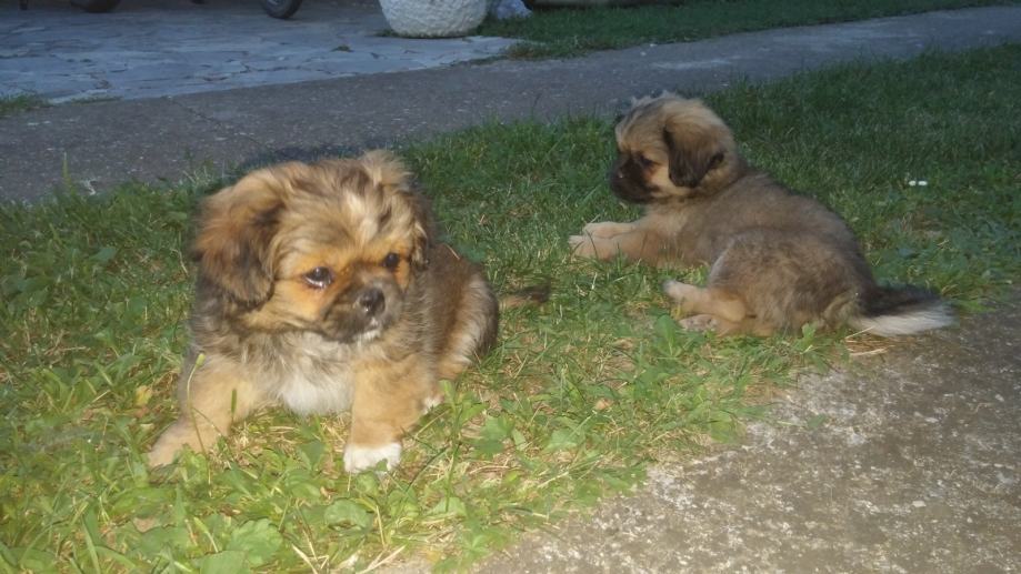 pekinezeri štenci kraljevski brončani dugodlaki