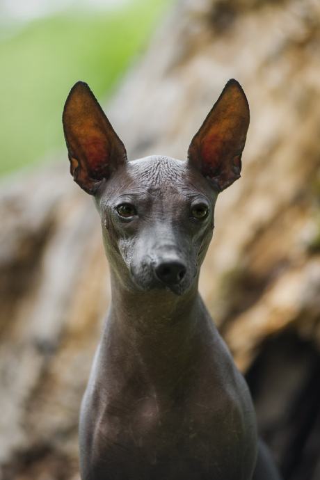 PERUANSKI BEZDLAKI PAS MINIJATURNI potomak svjetskih prvaka