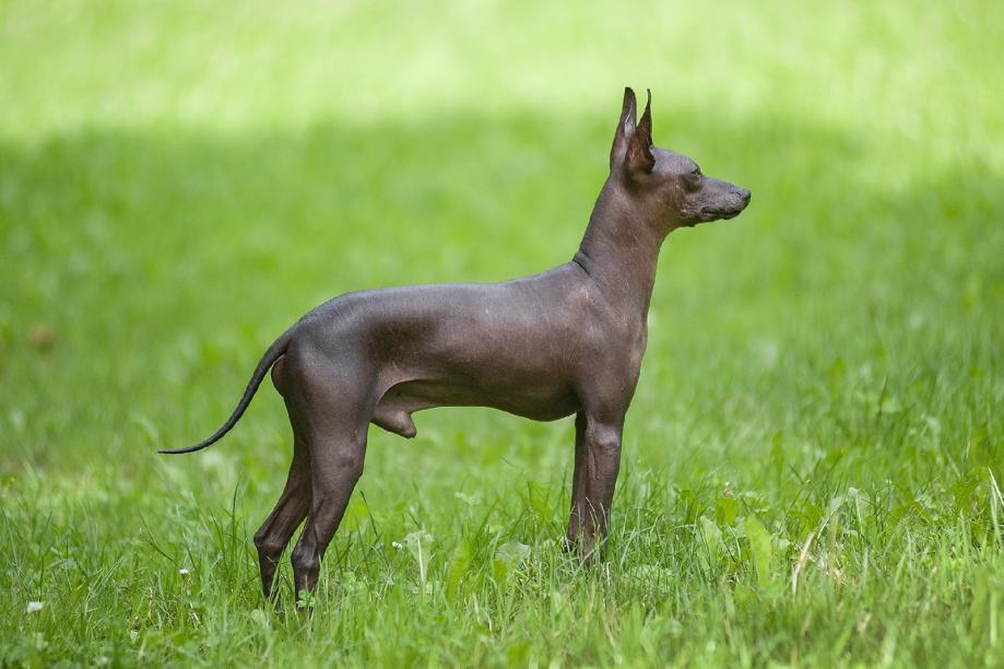 PERUANSKI BEZDLAKI PAS MINIJATURNI potomak svjetskih prvaka