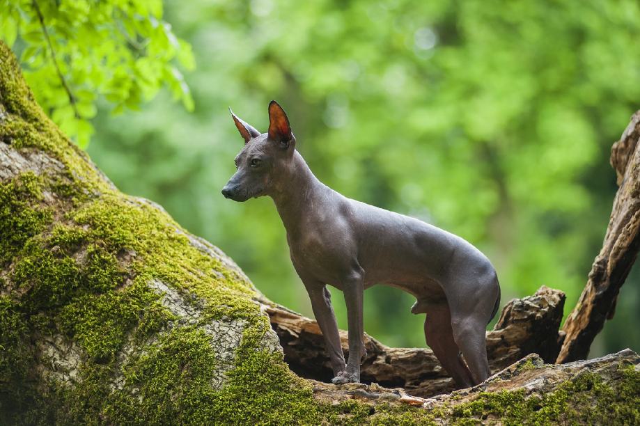 PERUANSKI BEZDLAKI PAS MINIJATURNI potomak svjetskih prvaka