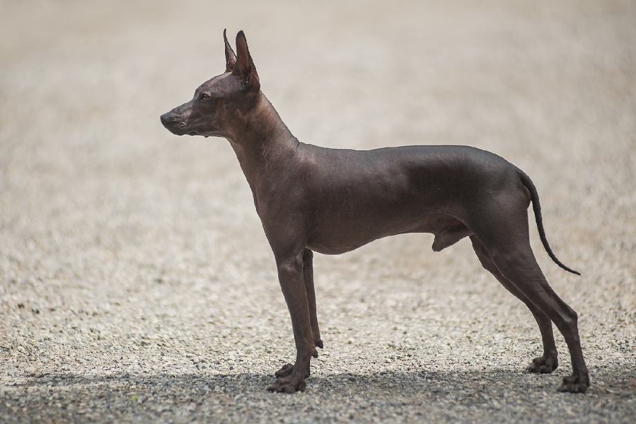 PERUANSKI BEZDLAKI PAS MINIJATURNI potomak svjetskih prvaka