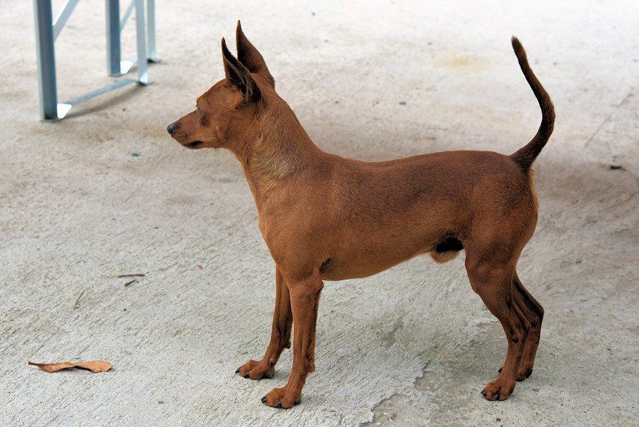 Pinč patuljasti - Štenci čistokrvni pas- Crni, sivi, srnasti i smeđi