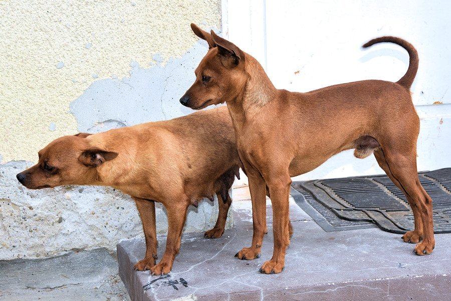 Pinč patuljasti - Štenci čistokrvni pas- Crni, sivi, srnasti i smeđi