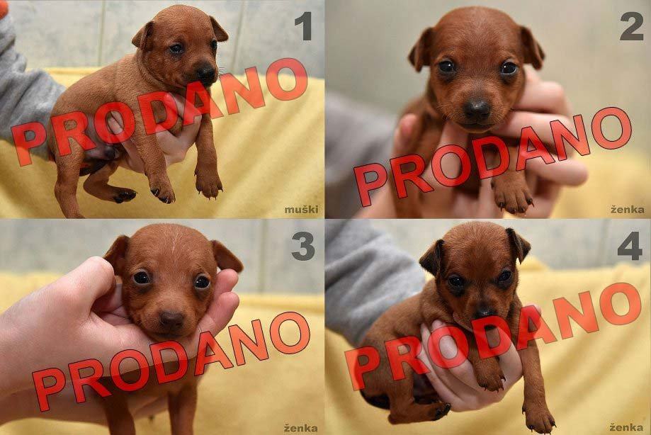 Pinč patuljasti - Štenci čistokrvni pas- Crni, sivi, srnasti i smeđi