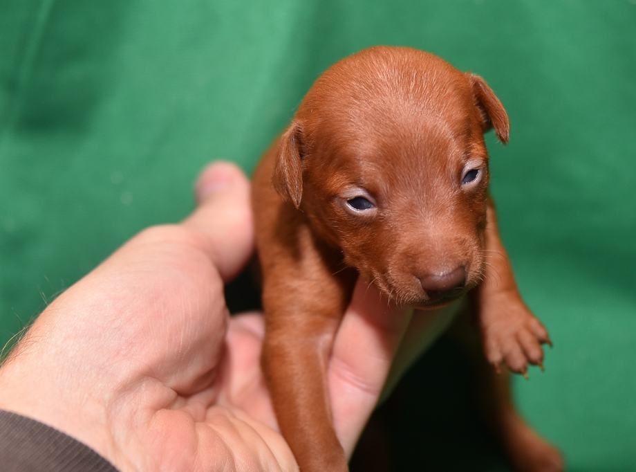 Pinč patuljasti - Štenci čistokrvni pas- Crni, sivi, srnasti i smeđi