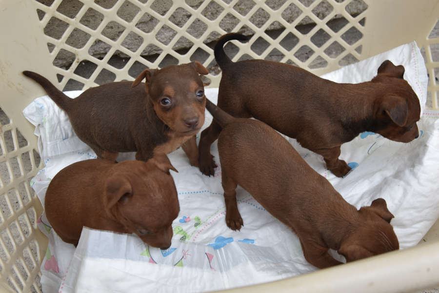 Pinč patuljasti - Štenci čistokrvni pas