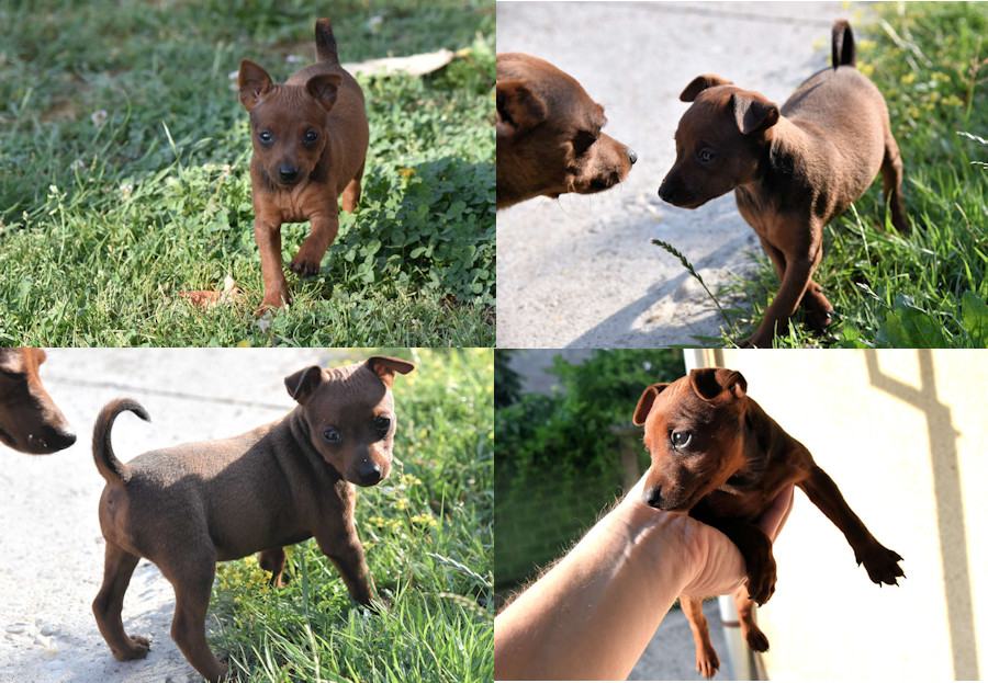 Pinč patuljasti - Štenci čistokrvni pas