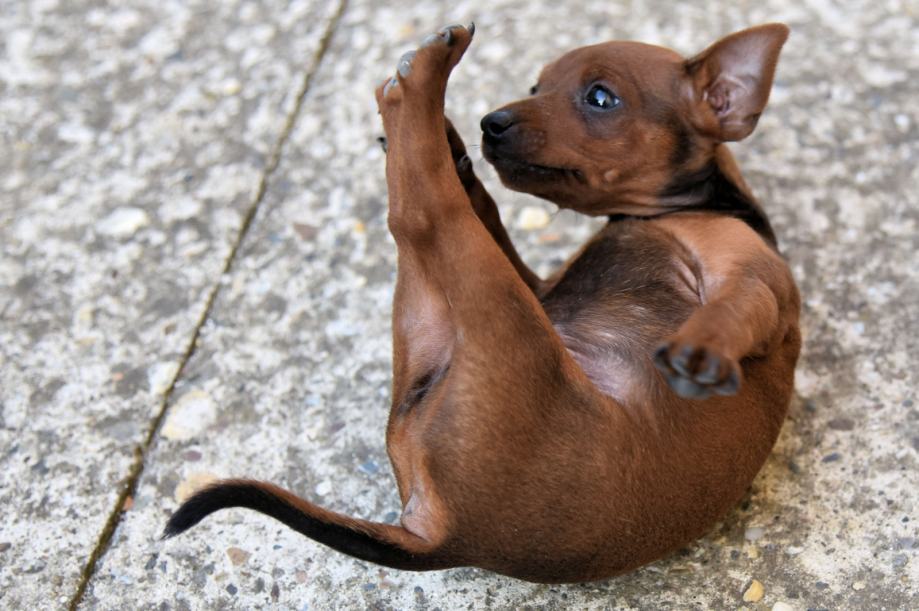 Pinč patuljasti - Štenci čistokrvni pas