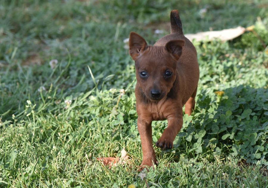 Pinč patuljasti - Štenci čistokrvni pas