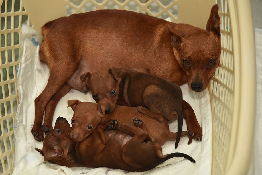 Pinč patuljasti - Štenci čistokrvni pas