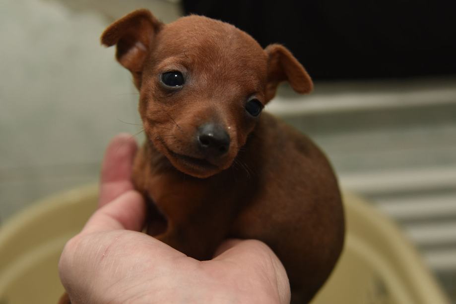 Pinč patuljasti - Štenci čistokrvni pas