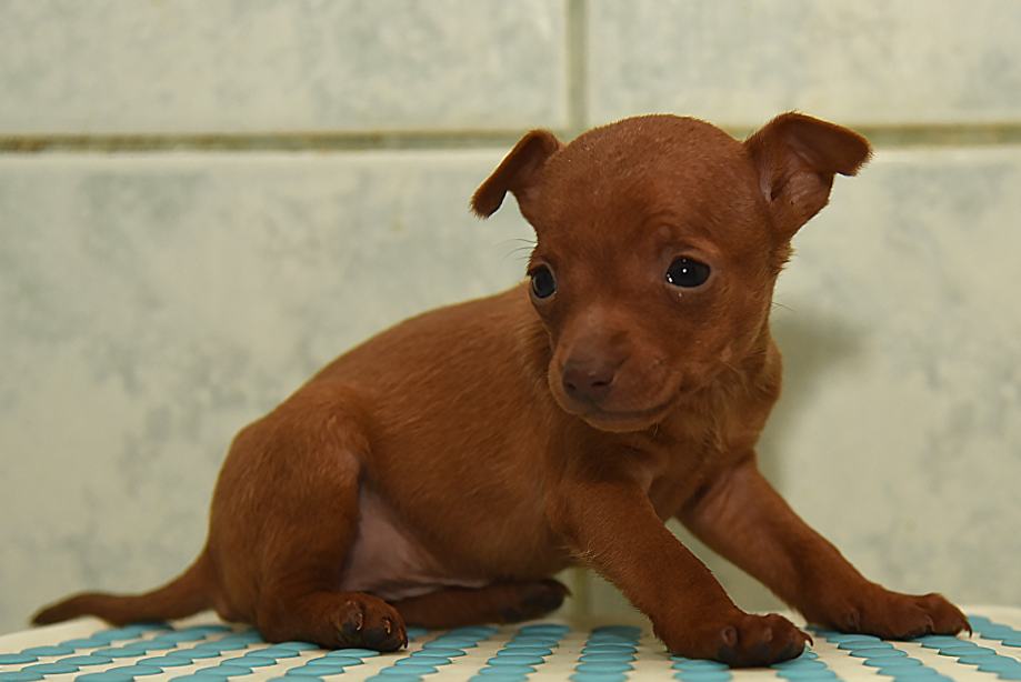 Pinč patuljasti - Štenci čistokrvni pas