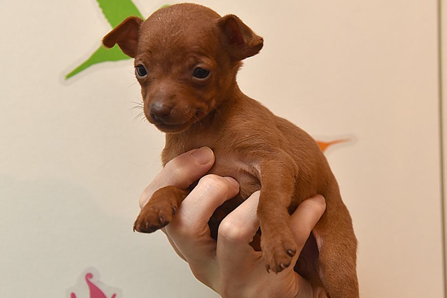 Pinč patuljasti - Štenci čistokrvni pas