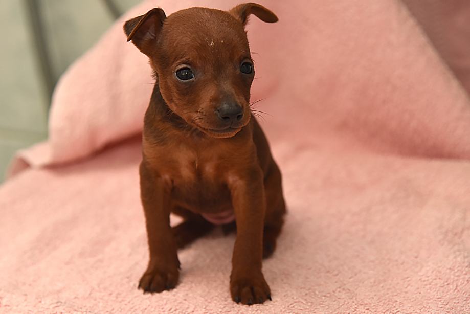 Pinč patuljasti - Štenci čistokrvni pas