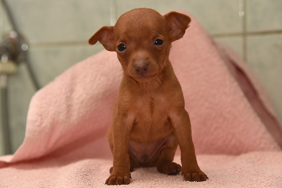 Pinč patuljasti - Štenci čistokrvni pas