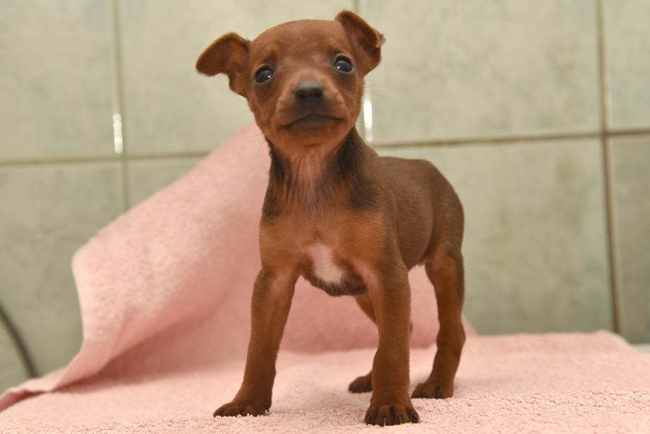 Pinč patuljasti - Štenci čistokrvni pas