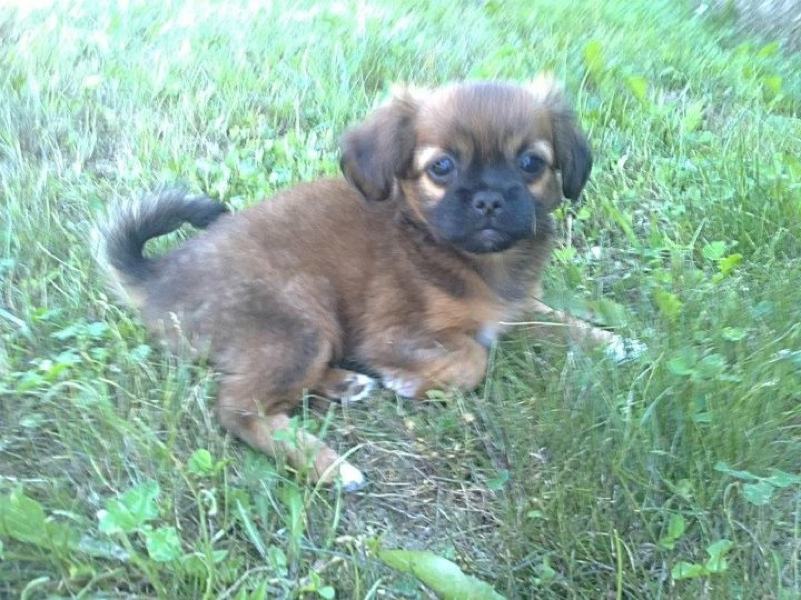 Pinč-pekinezer štene mini