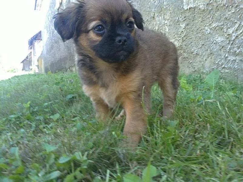 Pinč-pekinezer štene mini