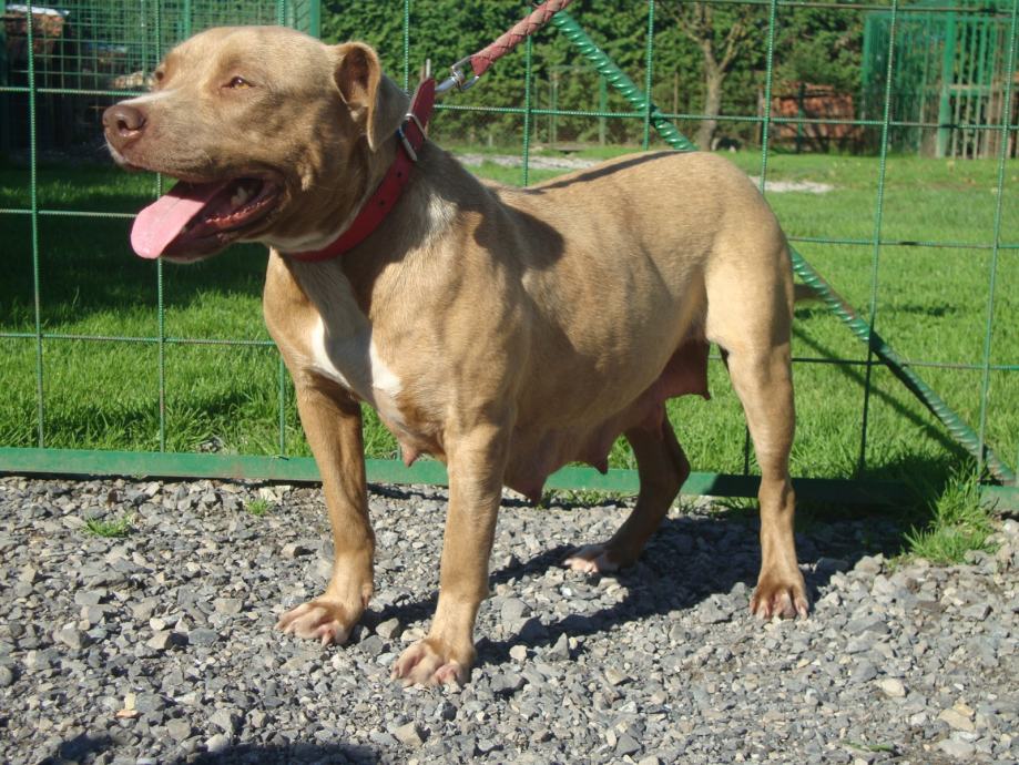 PIT BULL X PIT-MASTIF