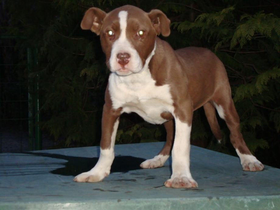 PIT BULL X PIT-MASTIF