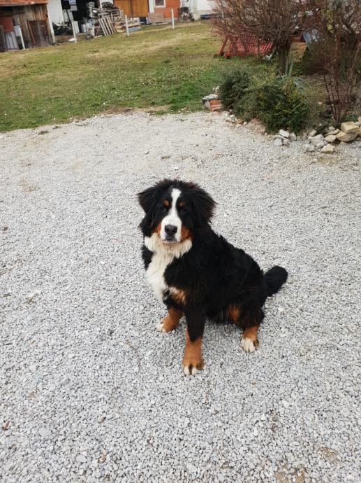 Planinski bernski pas