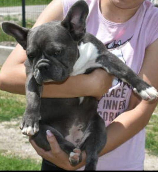 Plavi Francuski Buldog